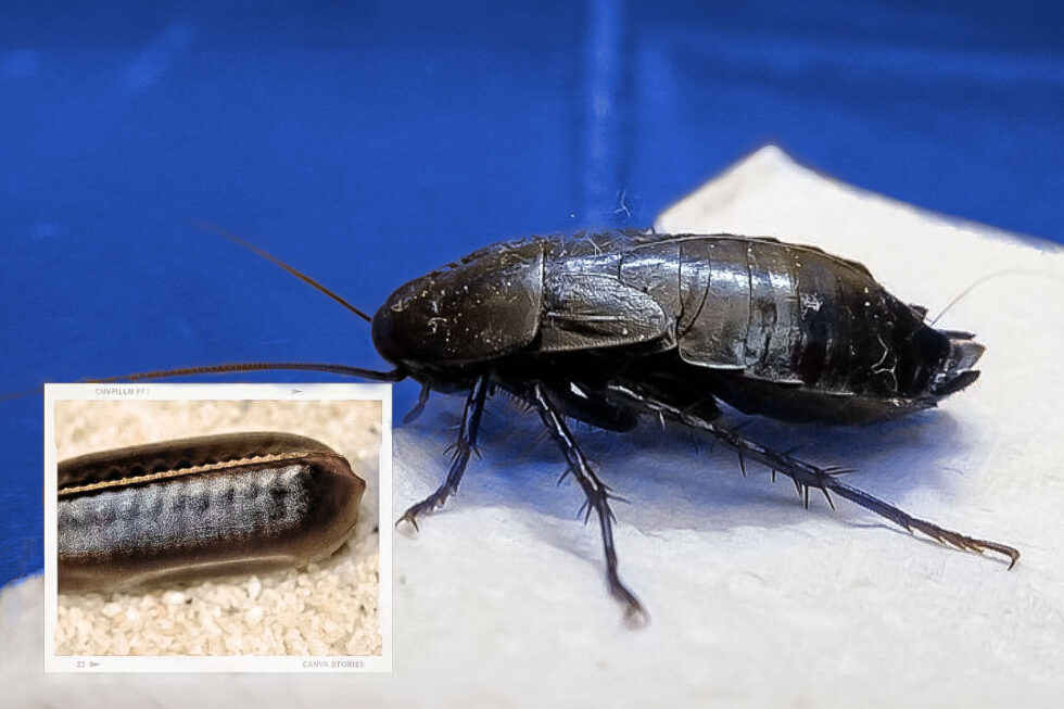 La Cucaracha Negra | Punto Azul Piruw